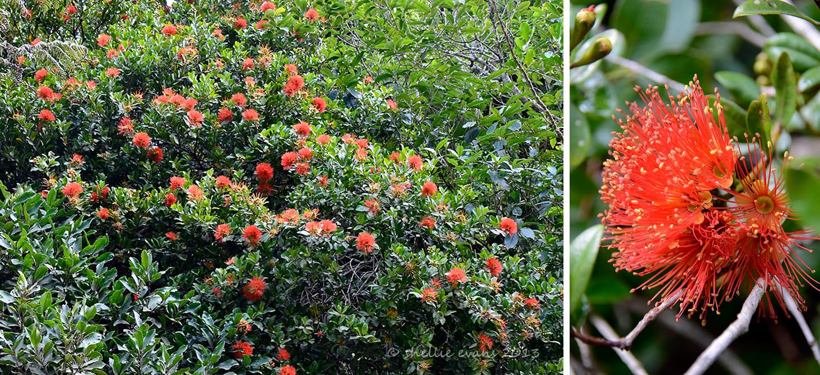 Two Go Tiki Touring: 309