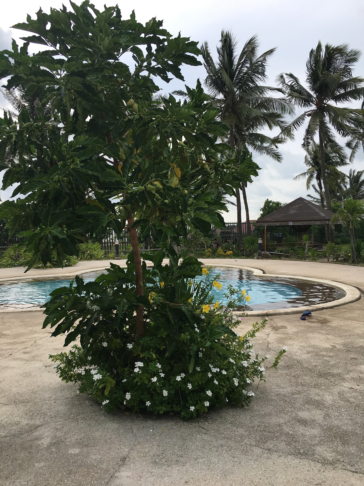 Buffet by the Beach! San Fabian PTA Beach Resort Combines Stellar Views ...