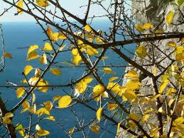 Listavci: Skalna krhlika - FRANGULA RUPESTRIS (SCOP.) SCHUR