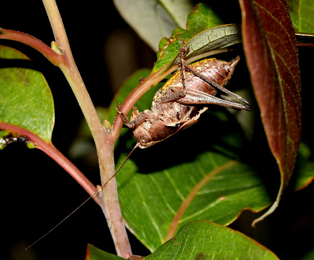 Listening in Nature: The Predatory Katydid