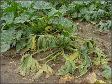 Jersey Veg Crops Ag Updates: Vegetable Diseases - Photos of the Week