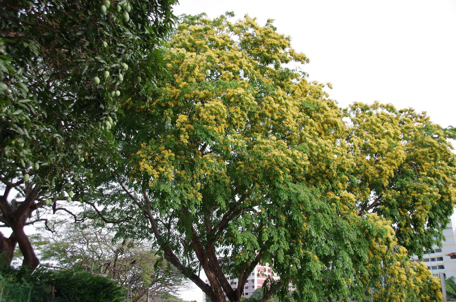 Trees and Plants: Angsana