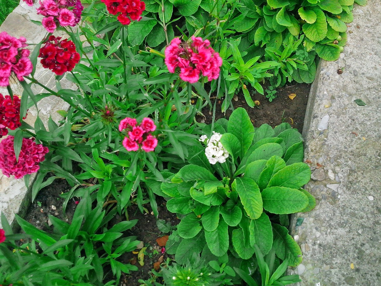 Explorator prin viata: Garofite