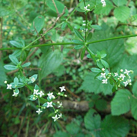 Variety of Life: Galium