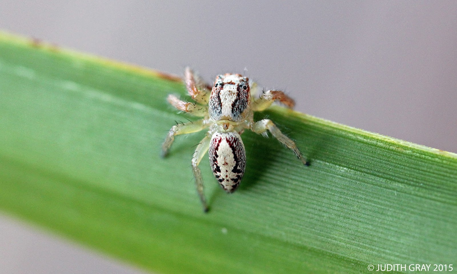 Tiny Jumping Spider