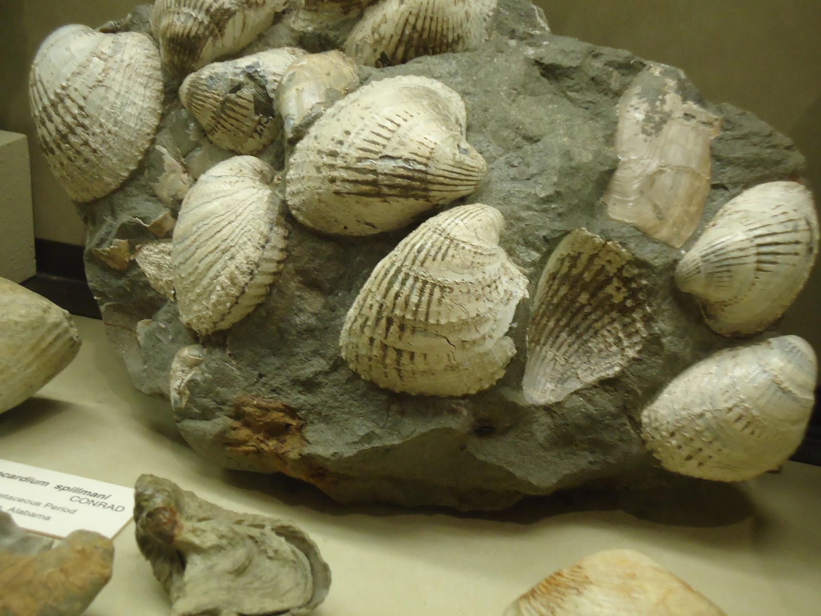 Fossils and the Flood