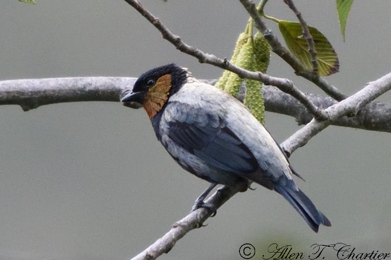 Michigan Hummingbird Guy: November 2018