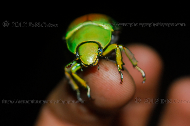 David Catoe Photography