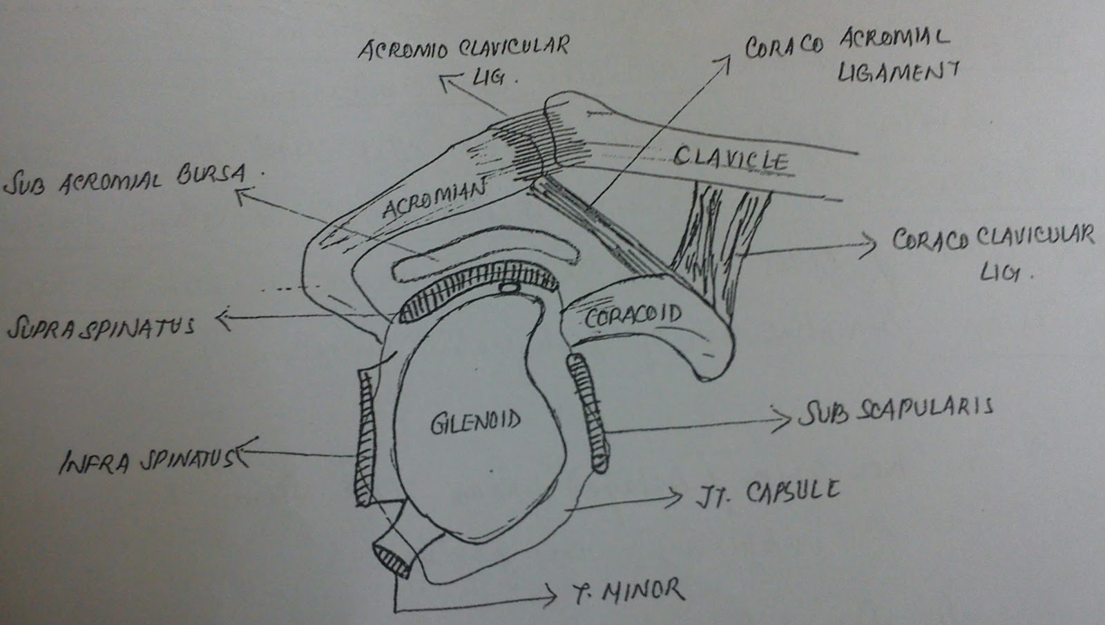 ROTATOR CUFF INJURY – TENDINOPATHY - DNB Orthopaedics MS Orthopedics ...