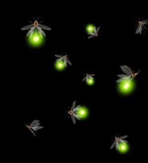 Blue Starr Gallery: Fireflies Light Up My Night Sky