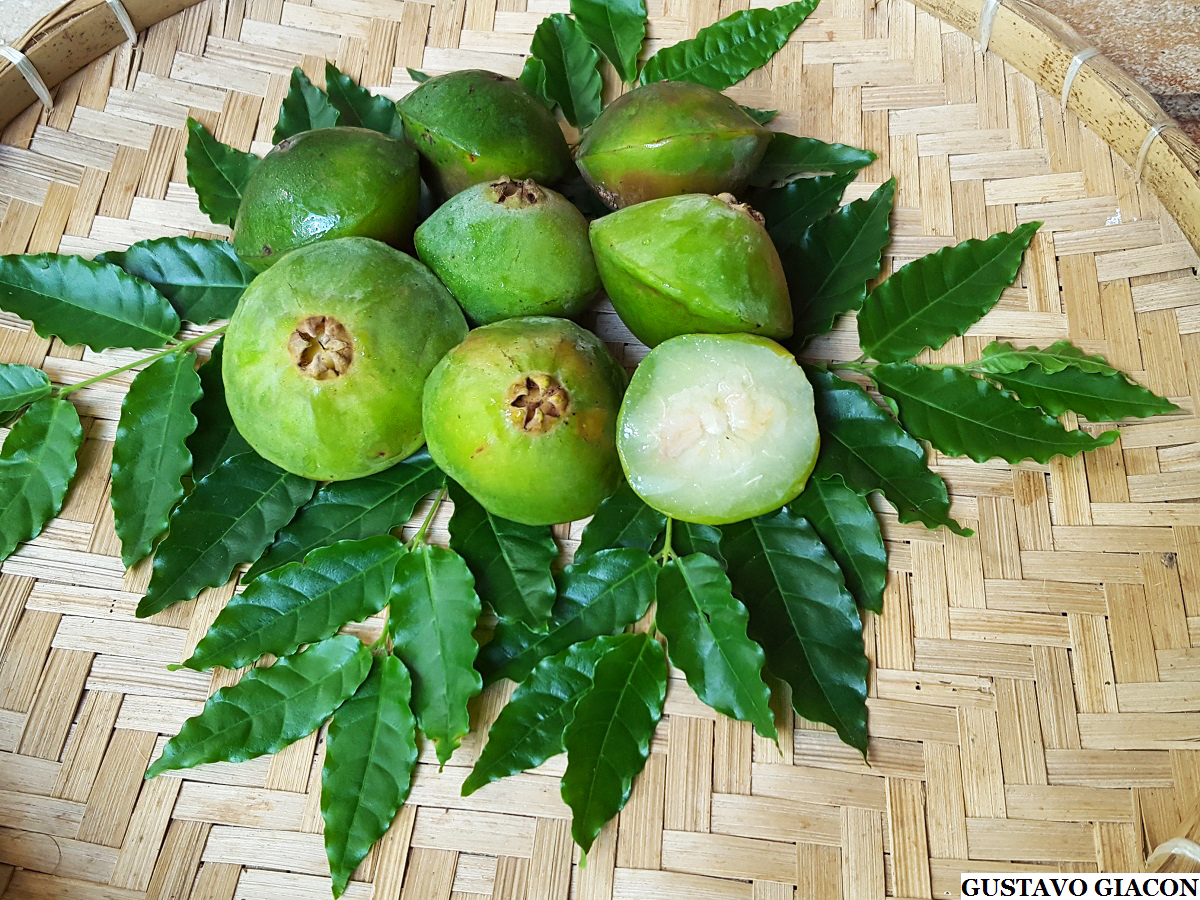 Viveiro Ciprest - Plantas Nativas e Exóticas: Cambuci ( Campomanesia ...