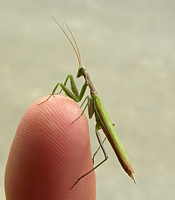 HUESCA Y LA SIERRA DE GUARA: Ameles assoi Ignacio Bolívar y Urrutia ...
