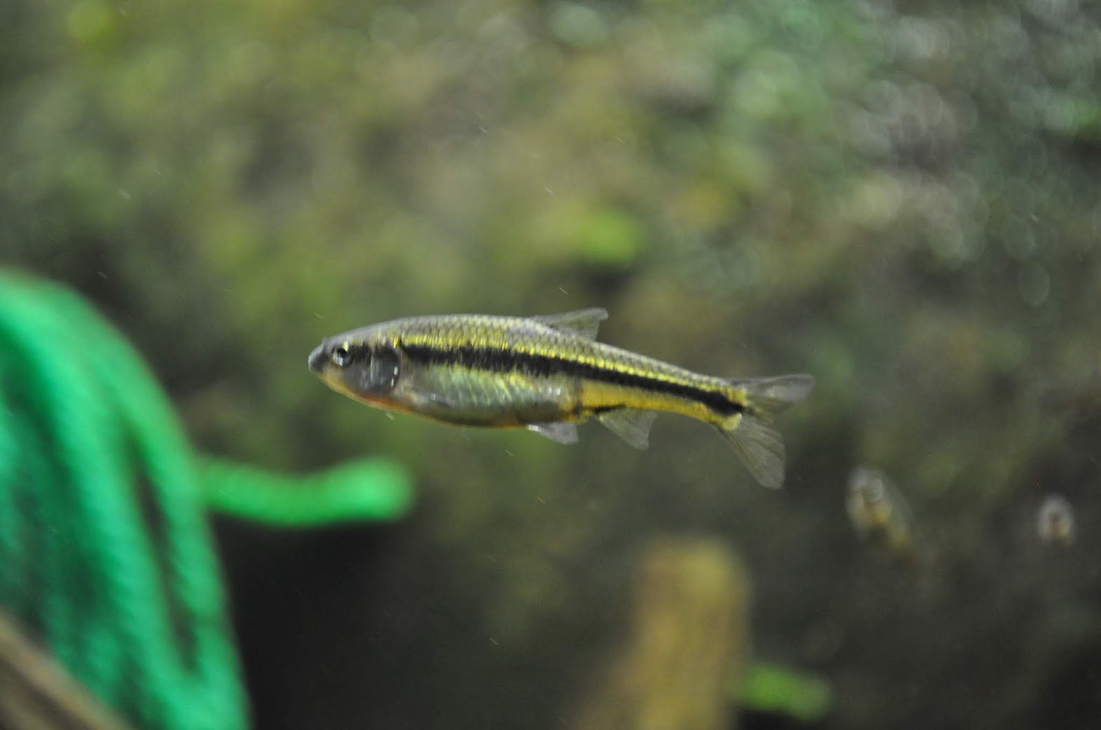 ZOOTOGRAFIANDO (6.100 ANIMALS): CARPITA AMECA (Notropis amecae)