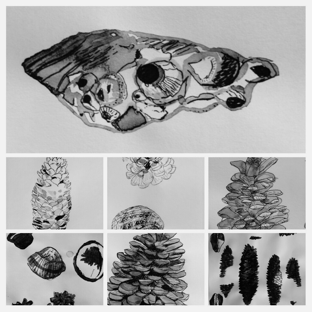 MANaa Diderot: Coquillages, pignes de pin