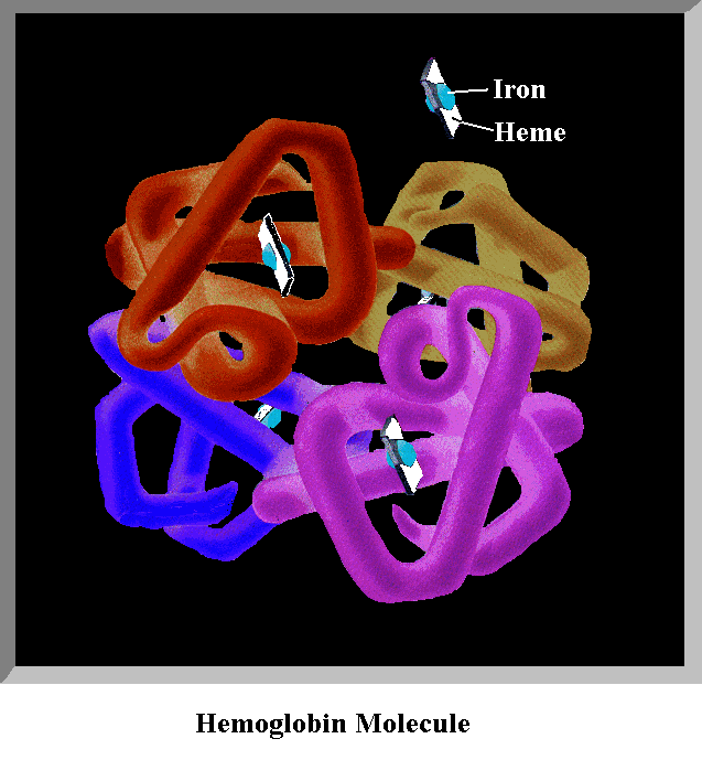 BIOKIMIA DIAN HUSADA: HEME
