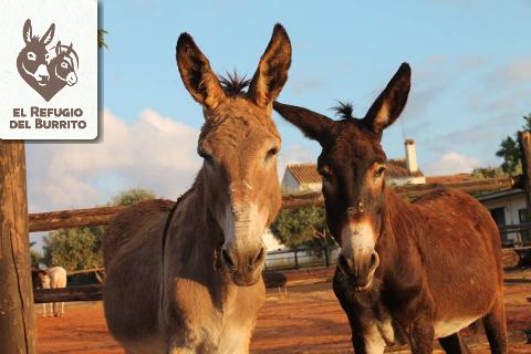 CASA RURAL DEL CORRAL: El refugio del Burrito