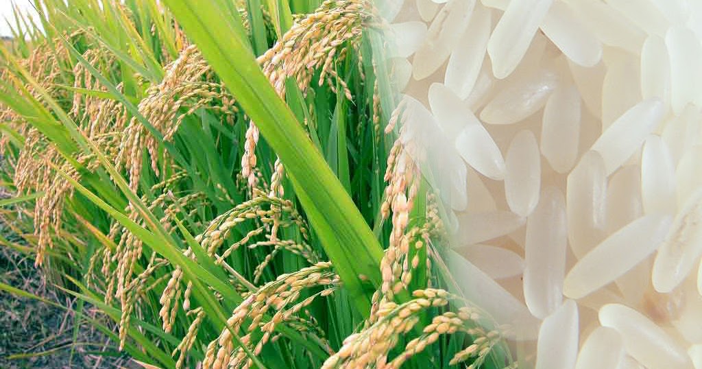 Serealia dan Manfaatnya