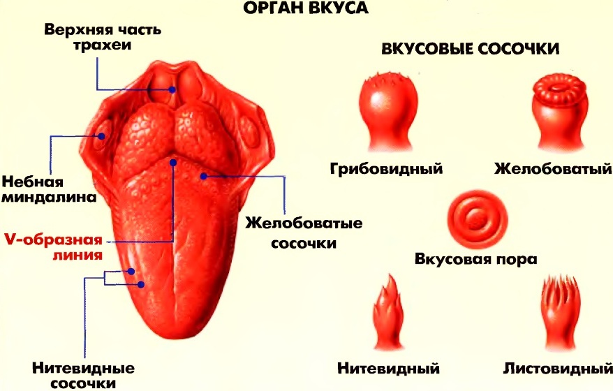Вкусовые сосочки