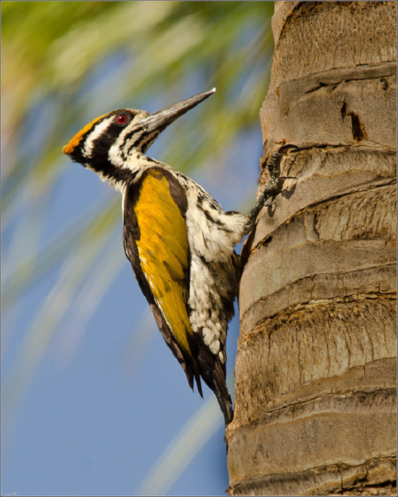 We love Our Bangladesh: Woodpecker (Kaththokra) is a native bird of ...