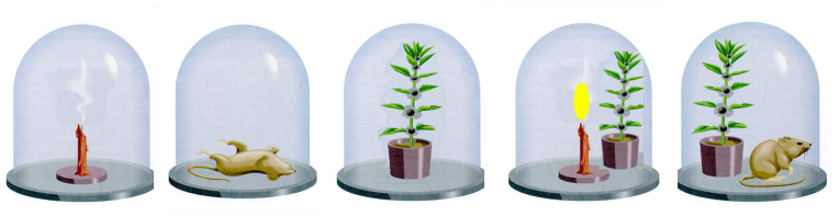 ¿Entiendes la ciencia?: Los experimentos más bellos de la Biología 2 ...