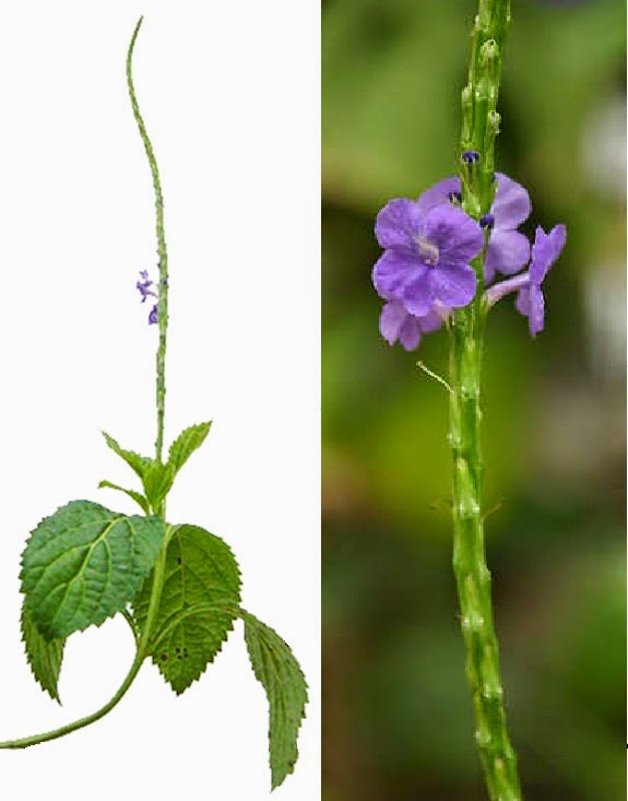 Bunga Majemuk Tak Berbatas (Inflorescentia Racemosa, Inflorescentia ...