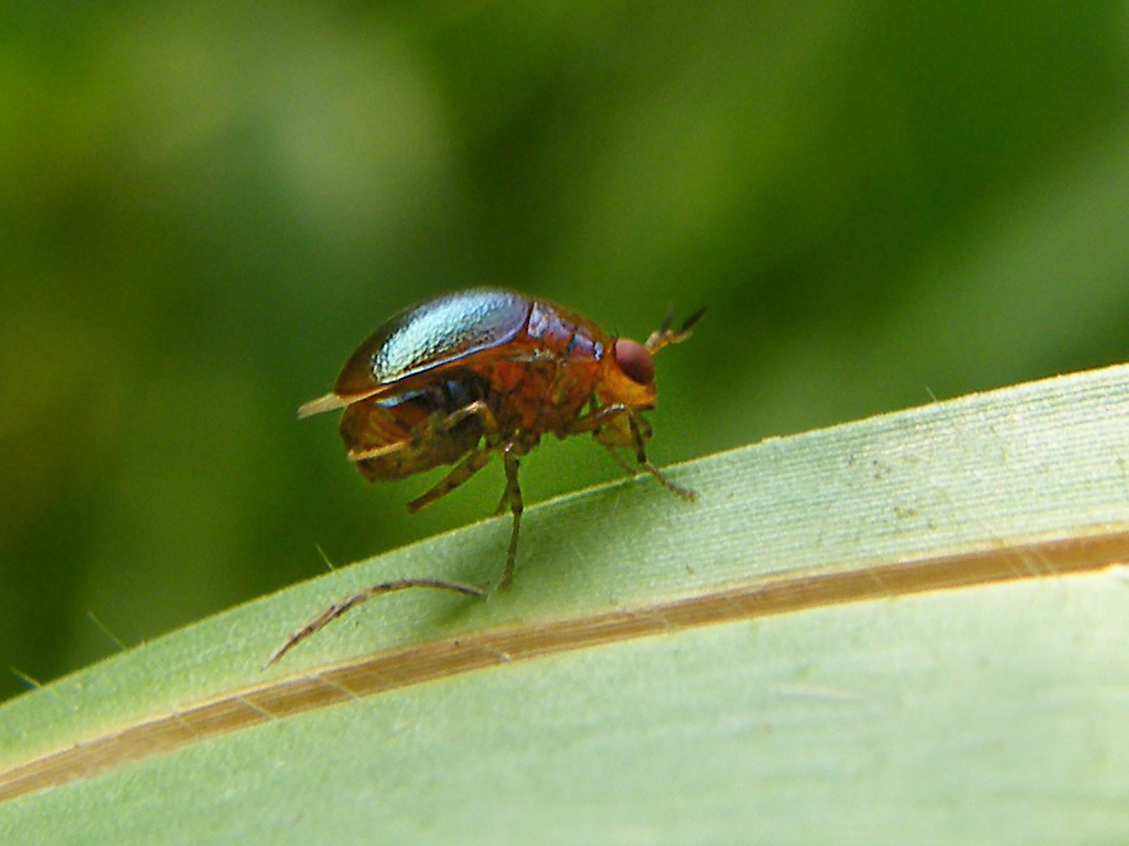 Real Monstrosities: Beetle Fly