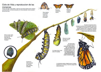 Bienvenido: reproducción de las mariposas