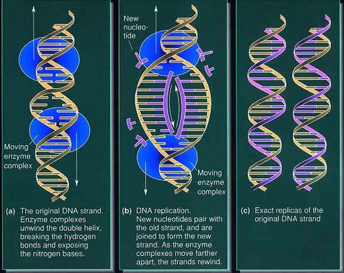 the primary structure of DNA represents a long polynucleotide chain DNA ...