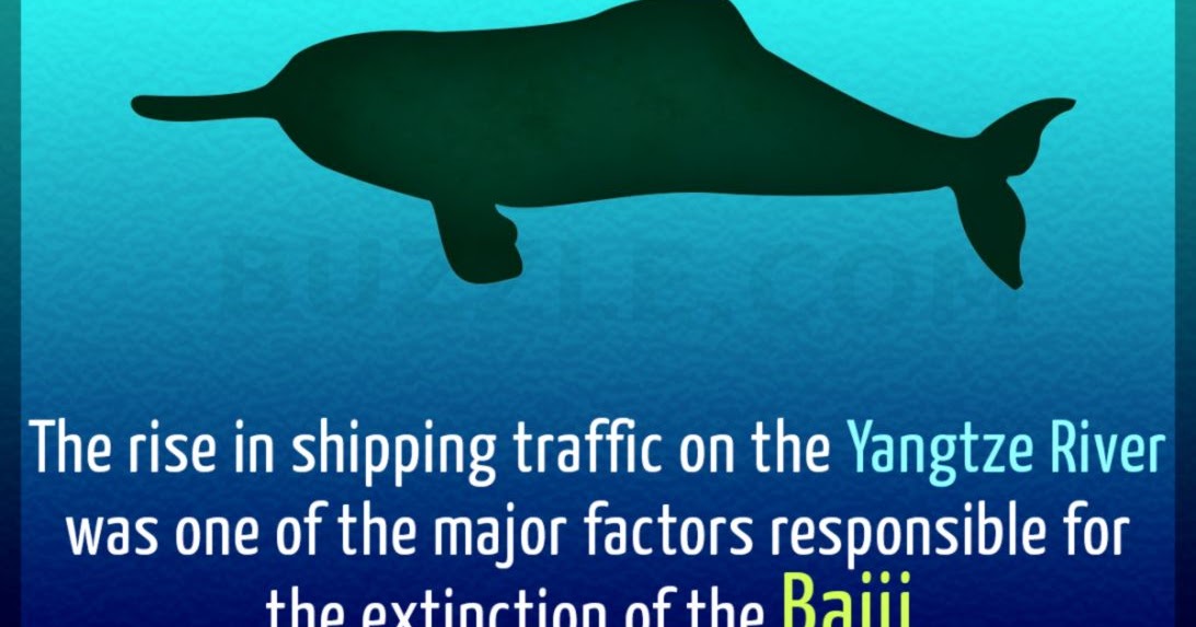 Baiji River Dolphin Habitat | Wallpapers Gallery