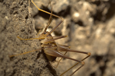 Real Monstrosities: Cave Cricket
