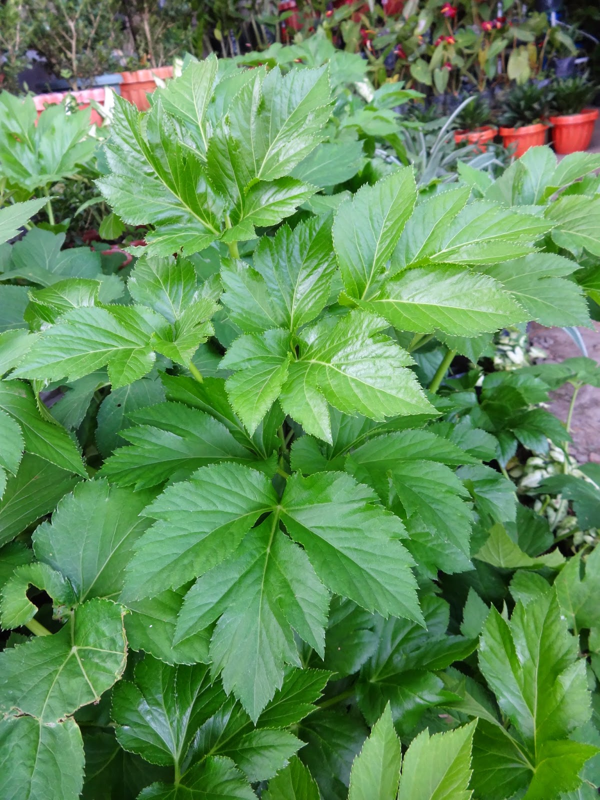 Herbs from Distant Lands: Angelica keiskei - Ashitaba, Tomorrow's Leaf