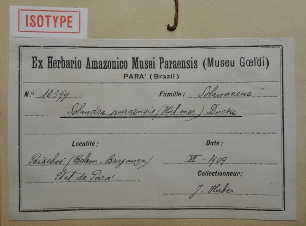 Jacques Huber and the Amazonian Botany: Plant collections