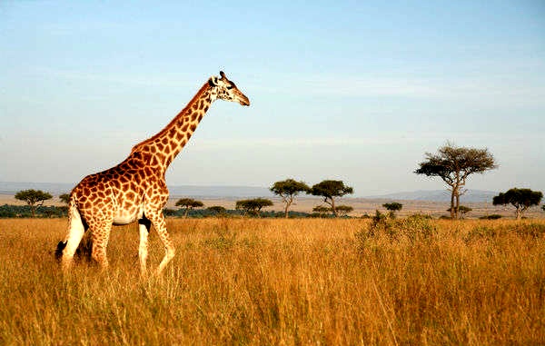 Gambar Jerapah Terbaru | Kumpulan Gambar