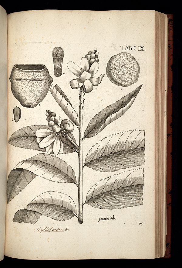PLANT FAMILIES OF PUERTO RICO AND FLORIDA PAPO VIVES: LECYTHIDACEAE NÚM ...