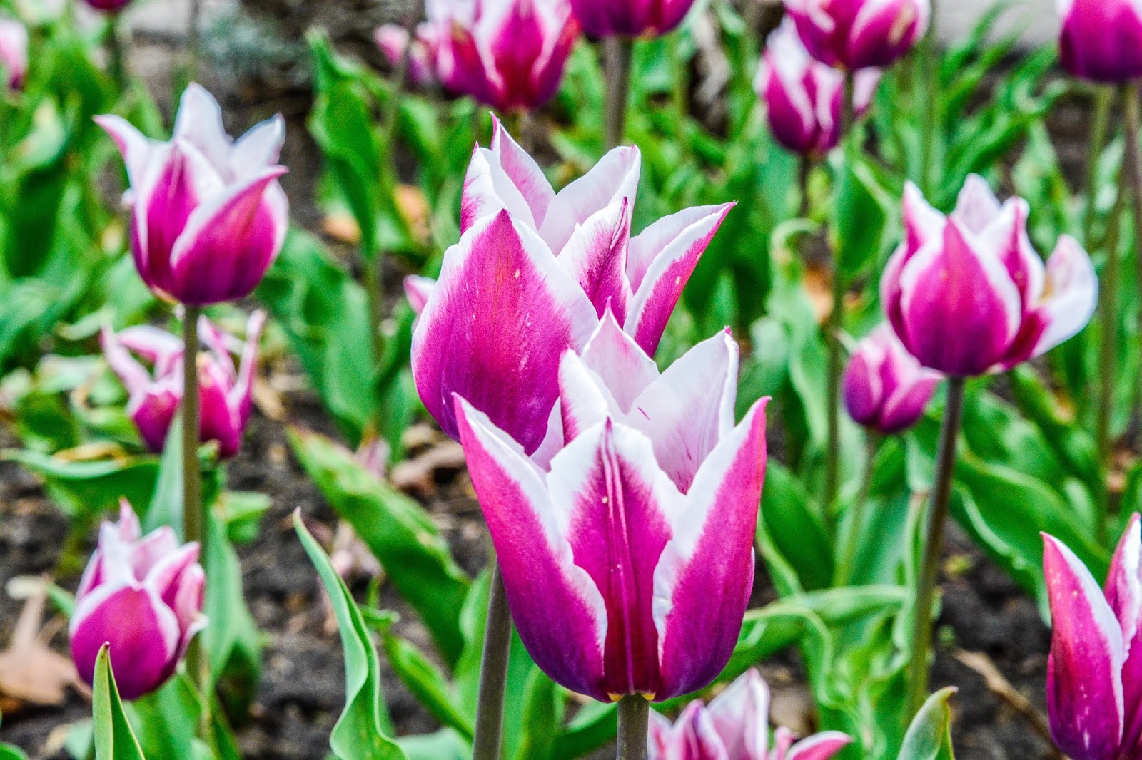 Theresa s Mixed Nuts Windmill Gardens Tulip Festival In Holland Michigan Theresa s Mixed Nuts Windmill Gardens Tulip Festival In Holland Michigan