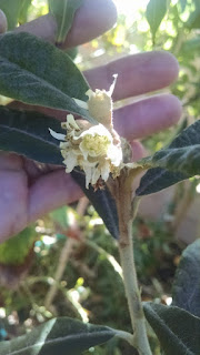 Desert Valley Orchard: McBeth Loquat