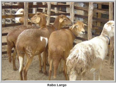 S T R A V A G A N Z A: OVINOS - PRINCIPAIS RAÇAS BRASILEIRAS