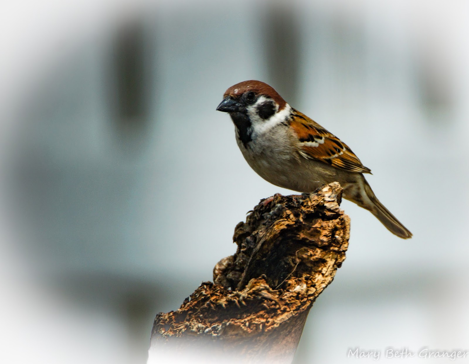 Reviewing Tips on Backyard Perch for Bird Photography