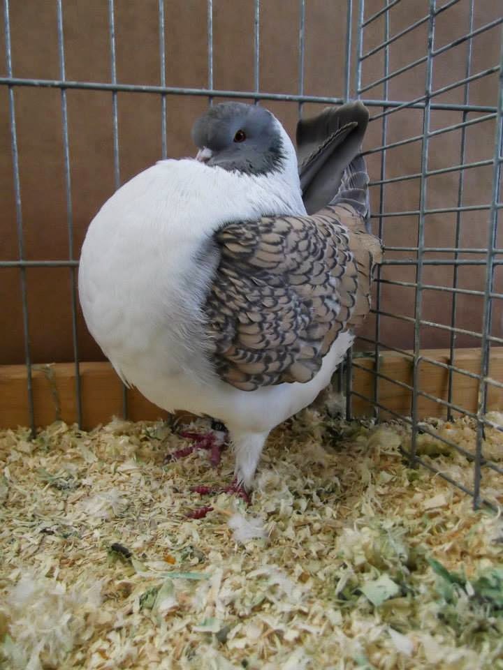 Fancy Pigeon Breeds: Modena Pigeons