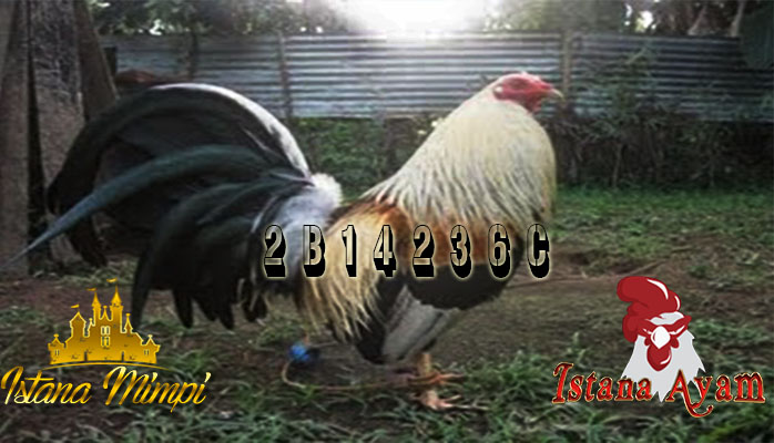 36+ Paling Gokil Gambar Ayam Import Filipina