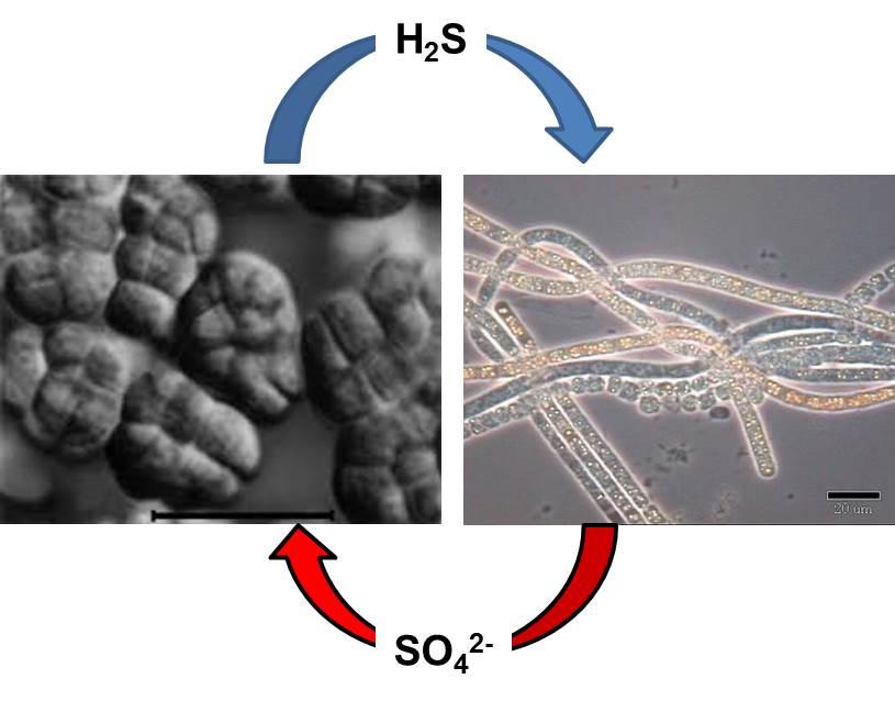 Curiosidades de la Microbiología: julio 2016