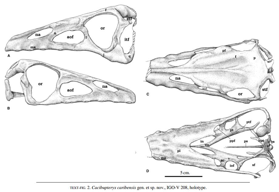 Species New to Science: [Paleontology • 2004] Cacibupteryx caribensis ...