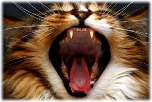 Jornal do Pet: Porque os gatos gritam durante o acasalamento?