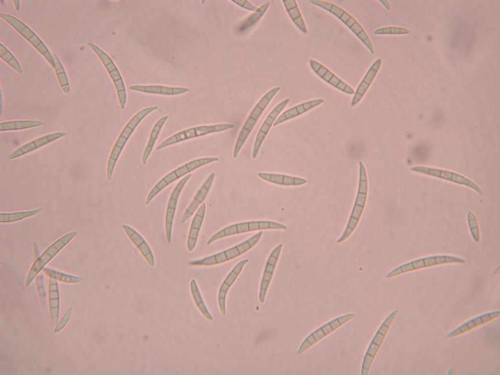 Sheila McBride's 631