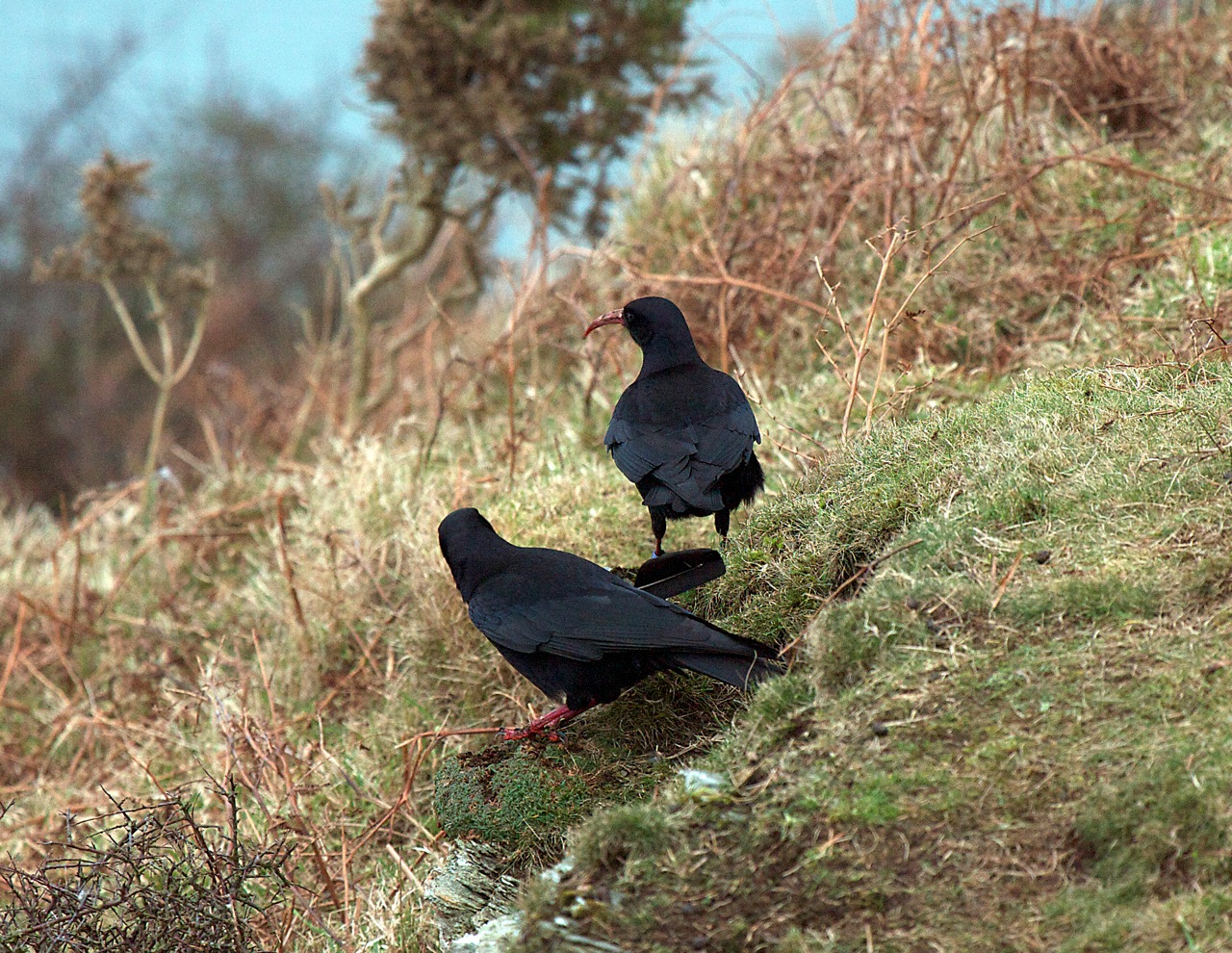 Ruffled Feathers: February 2012