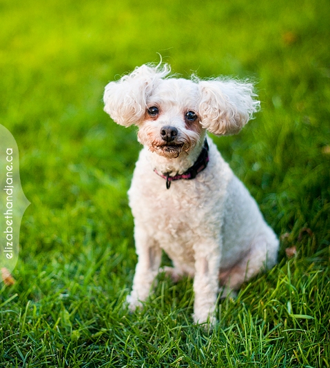 Dolly Needs a Home - PAWSH MAGAZINE | A New Breed of Dog Magazine