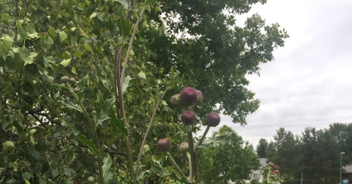 Arbores et plantae: Pelto-ohdake - Cirsium arvense