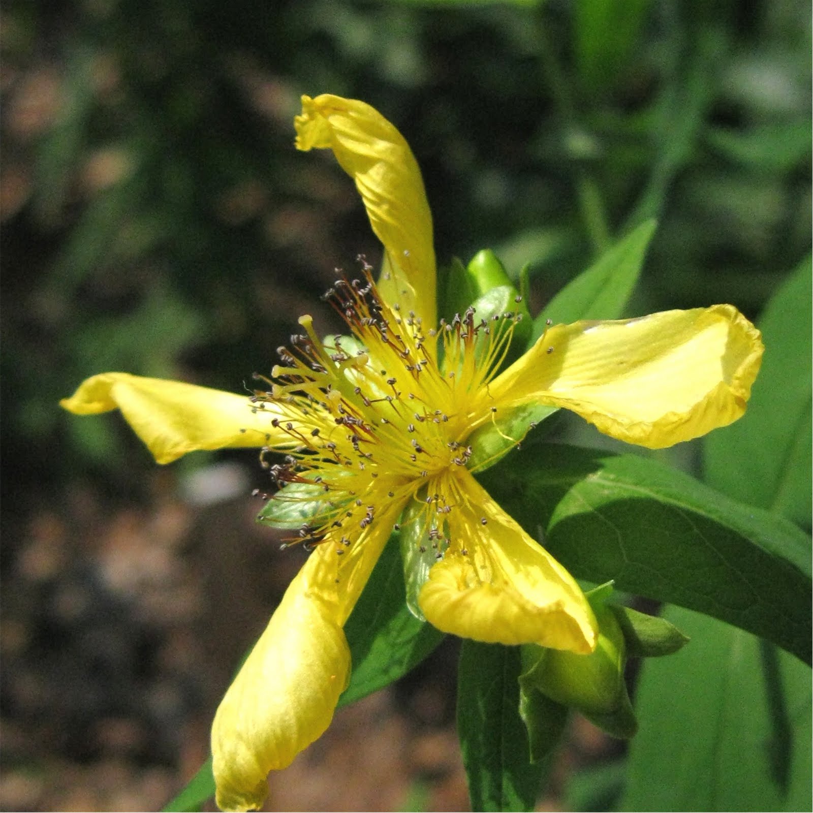 1003 Gardens: Hypericum monogynum and H. bellum ssp latisepalum ...