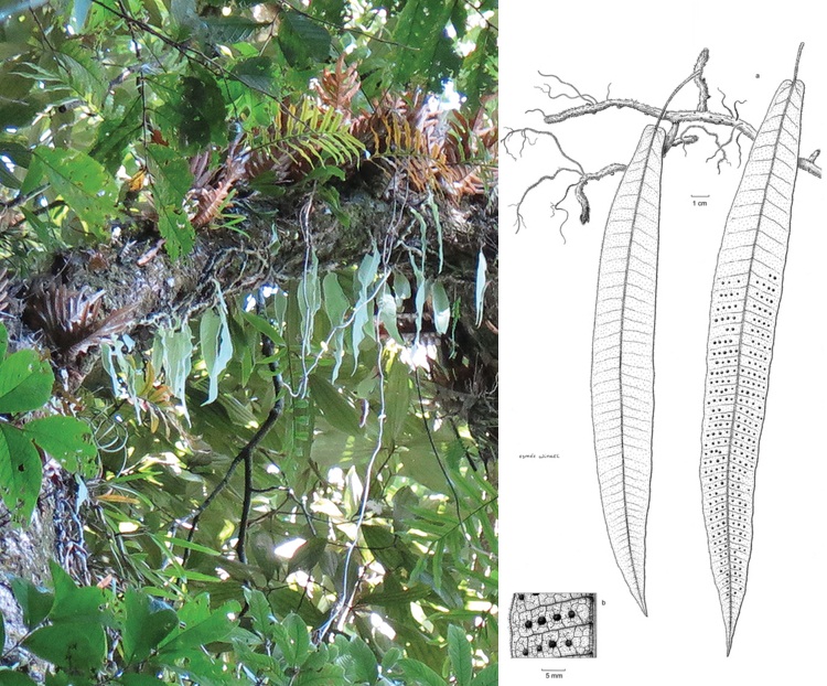 Species New to Science: [Botany • 2016] Selliguea kachinensis • A New ...
