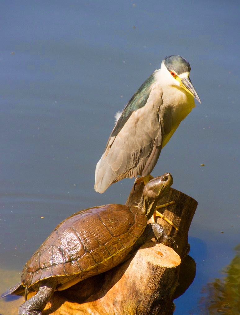 Studio39Designs: Animals Around the Pond